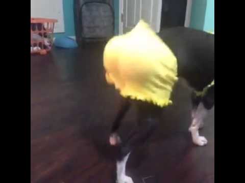 Twerking dog lol - YouTube