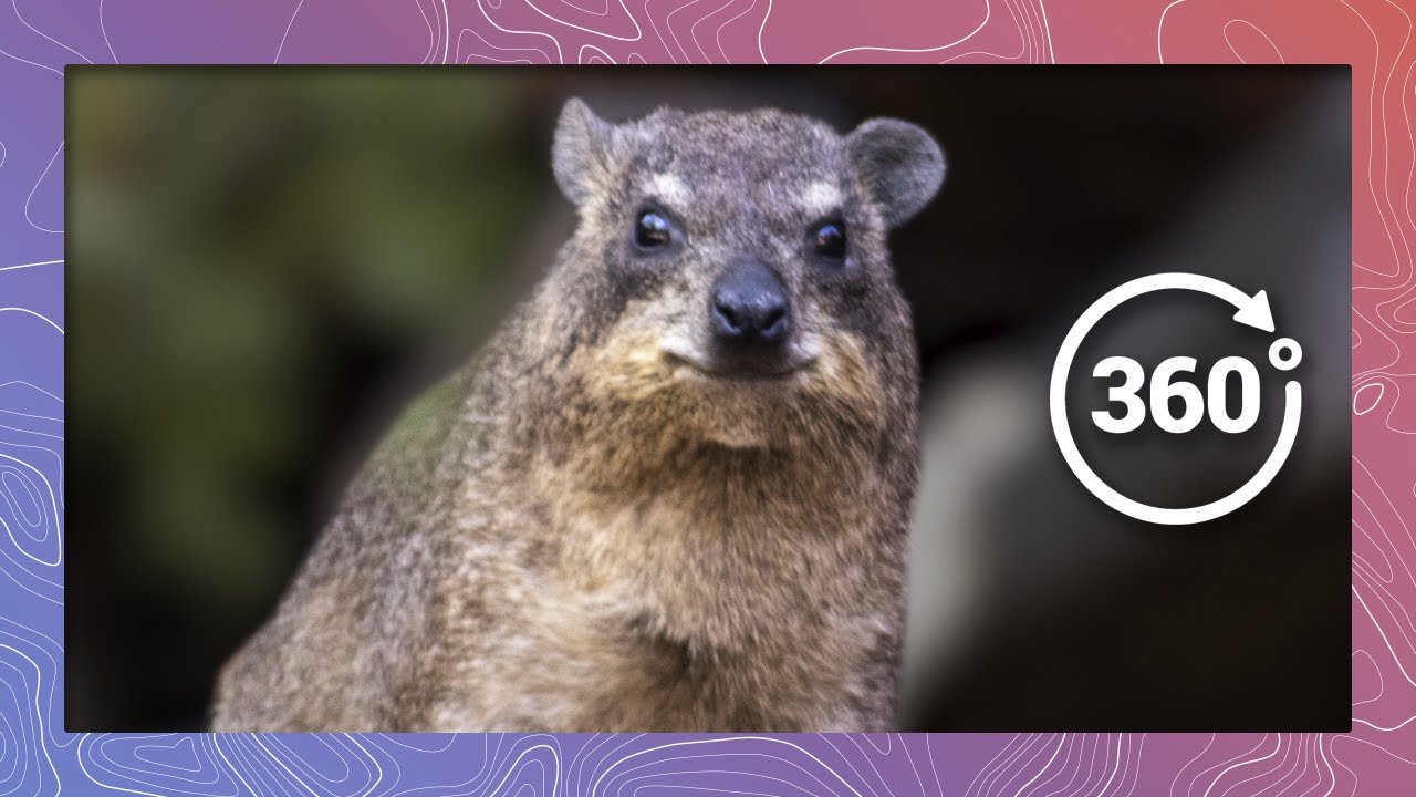Rock Hyraxes Are Cute But Not Good at Climbing Trees | Wildlife in 360 ...