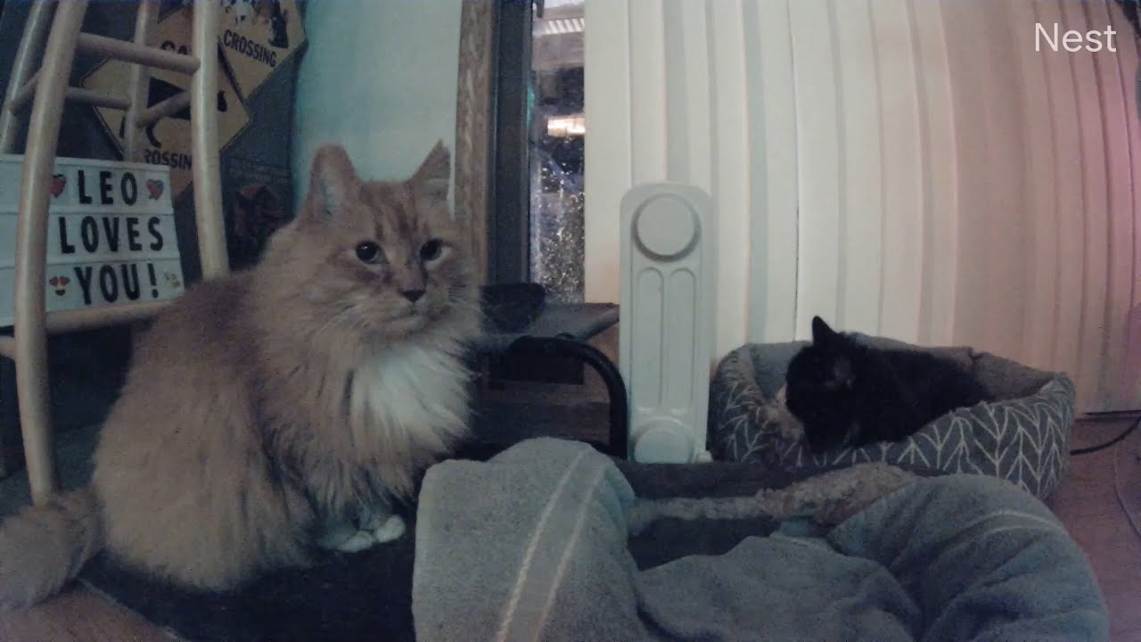 Sweet faced feral cat Leo hangs on one of the beds closer to the camera! (OFL 2236) - YouTube