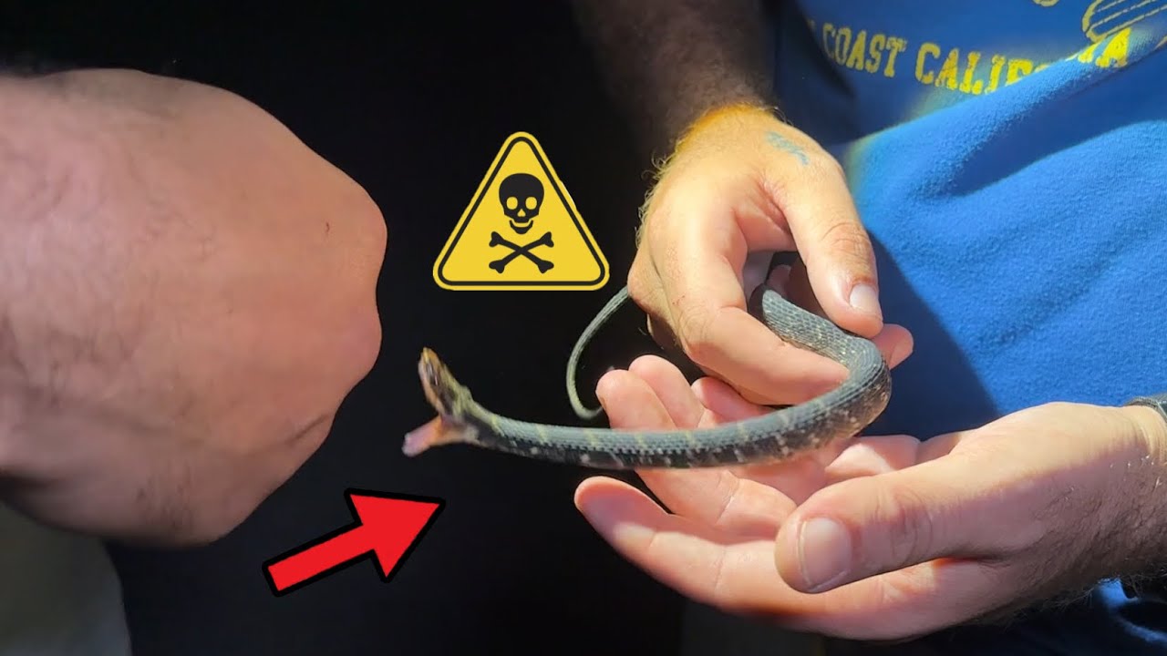 Surveying the Backcountry back roads of the Florida Everglades! Snake ...