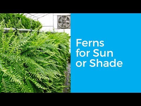 Are Sun Queen Ferns Perennial