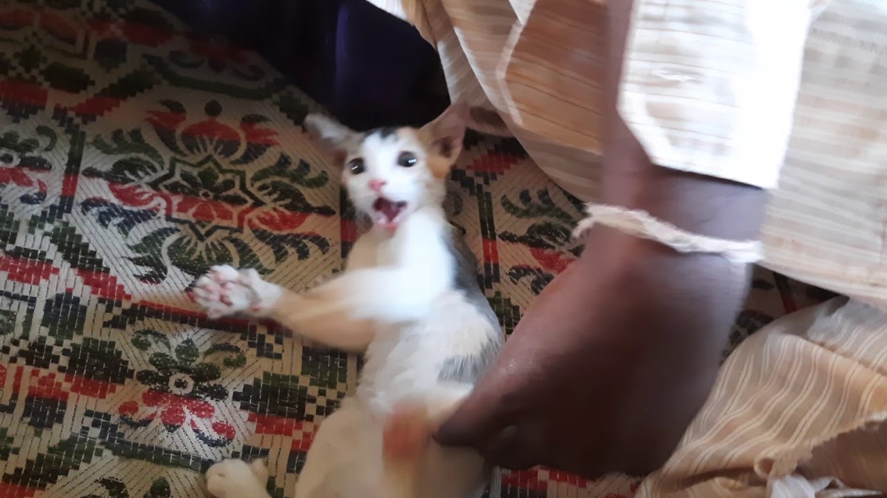 Cutest Kitty playing fun video - YouTube