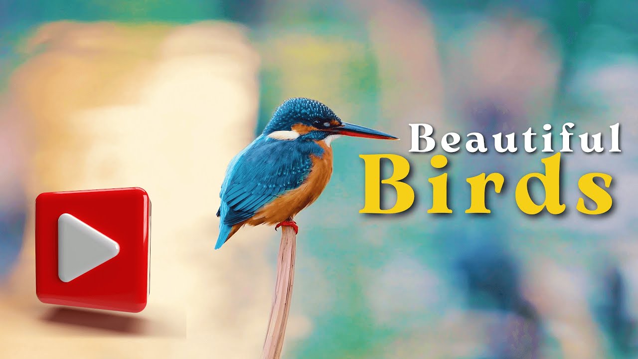 Beautiful Birds - 4K Ultra HD Video 60fps - YouTube