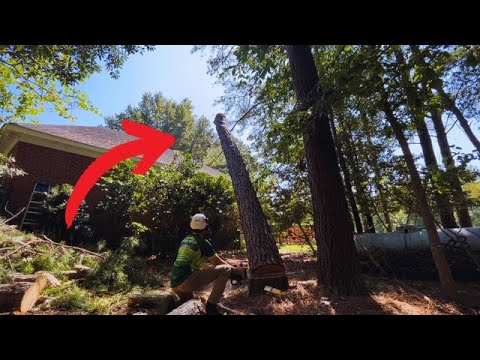Leaning tree removal: HOVERING right over the house - YouTube