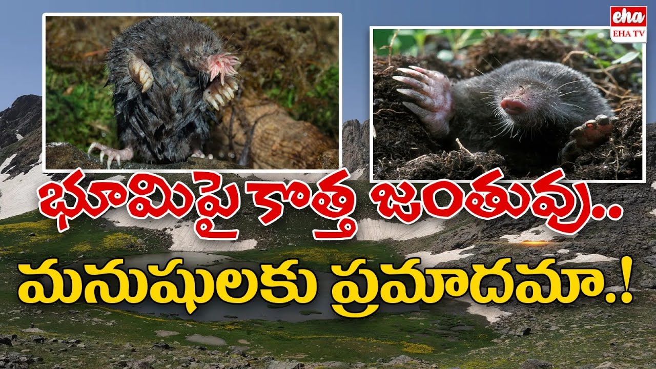 Scientists Discover Very Rare Mole Living In Mountains Of Turkey For ...