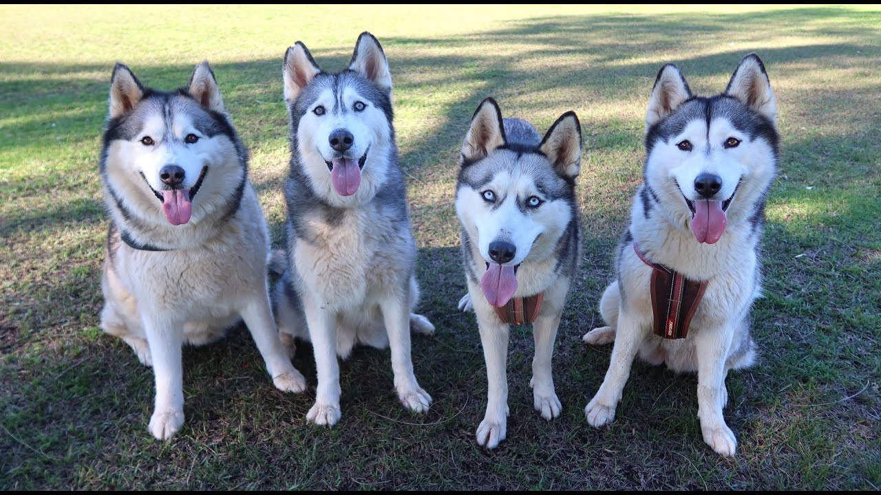 LIFE OF A WORKING MOM OF 3 SONS & 4 SIBERIAN HUSKIES | NURSE LIFE ...