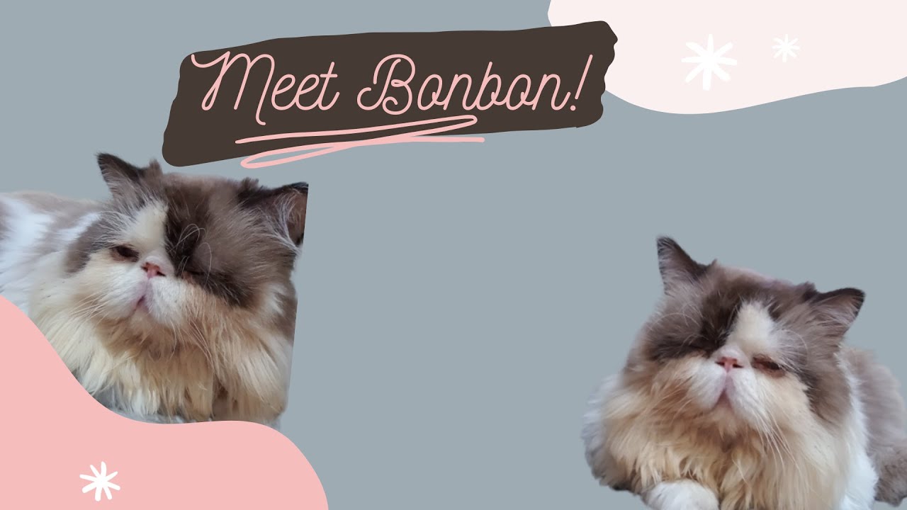 Meet Our Cat, Bonbon! - YouTube