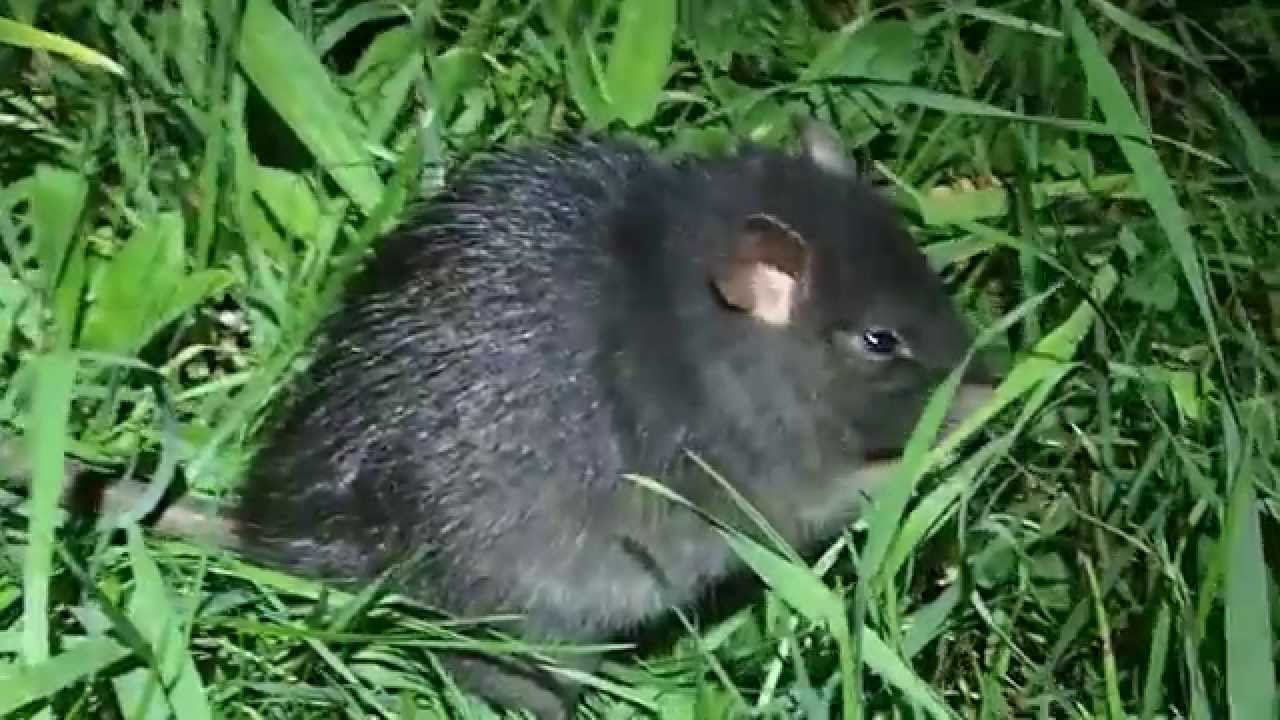 Black rat, Rattus rattus, in Ons island - YouTube