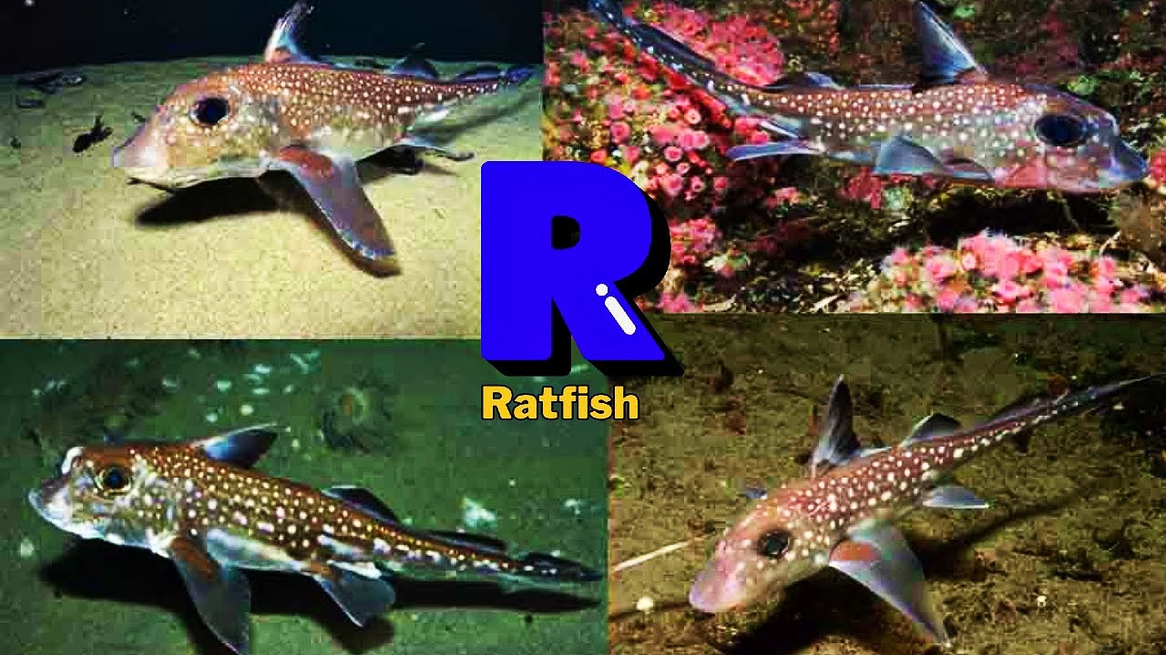 ABC Sea Animals song | Alphabets Kids song | Learn Alphabets, English ...