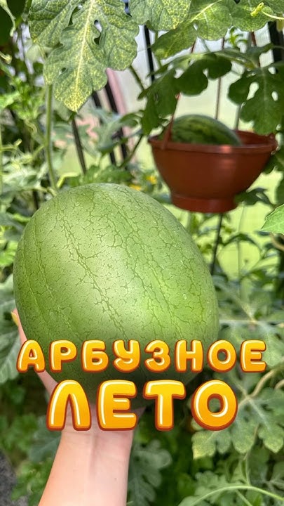 Порционные арбузы. Как определить спелость арбуза. Сладкий арбуз на ...