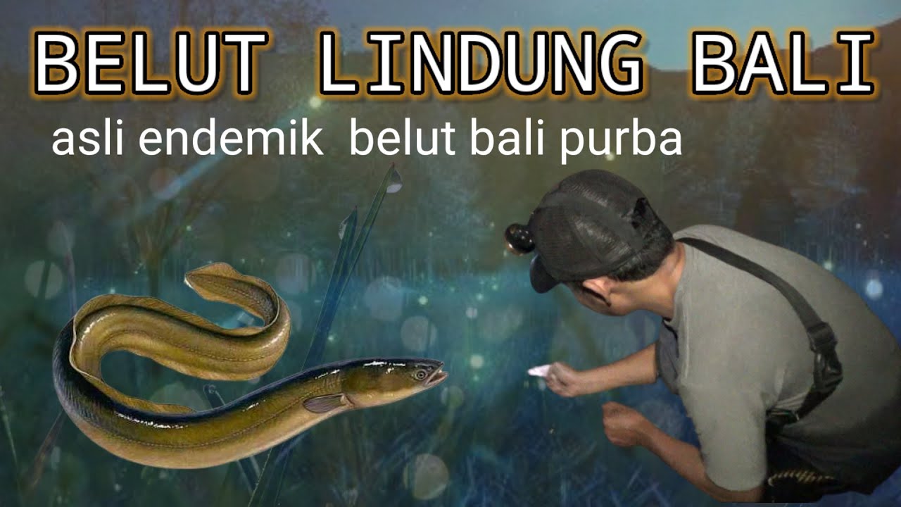 Mancing Belut Sungai sangat Suka Ompan Cacing hitam (BELUT PURBA) - YouTube