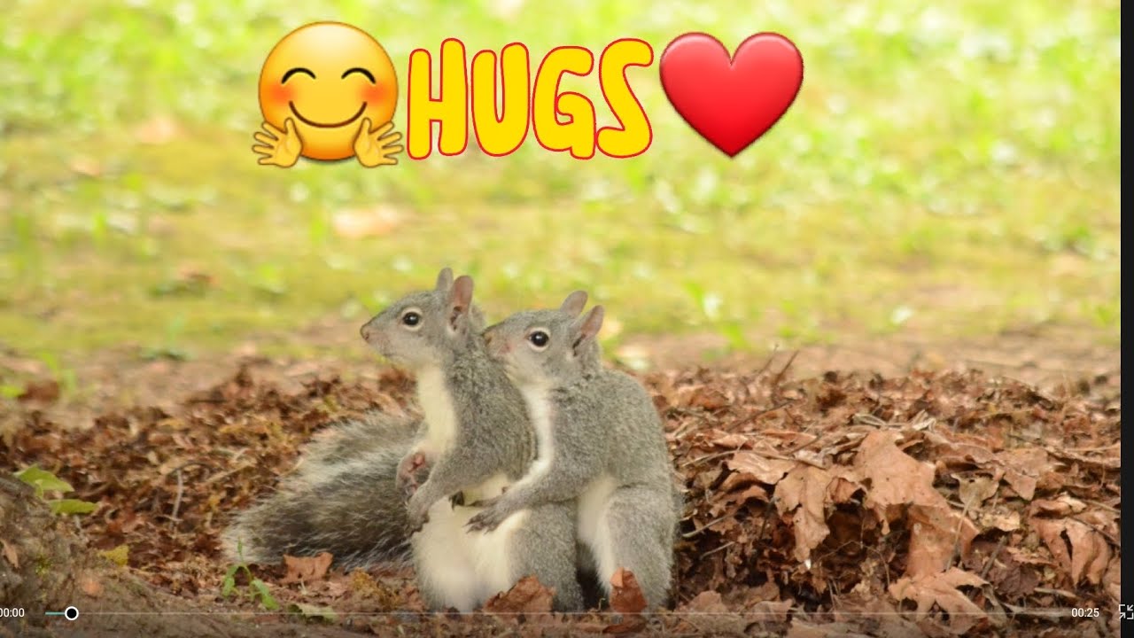 Squirrel Hugs - YouTube