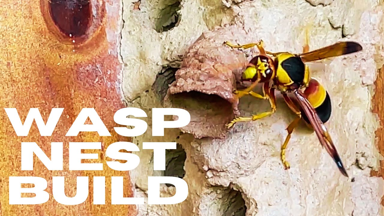 Wasp Nest Build - YouTube