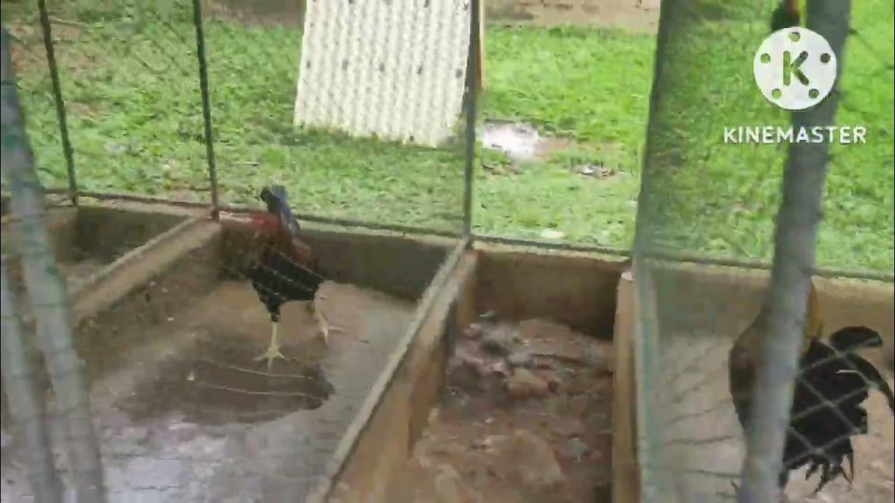 FIREBIRD GAMEFARM VISIT (PART 1) - YouTube