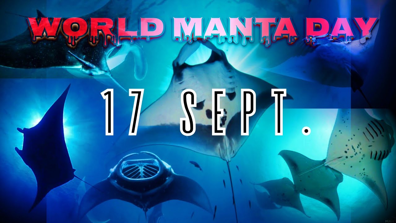 World manta day,17 sept. save manta. #nature #manta#viralvideo - YouTube