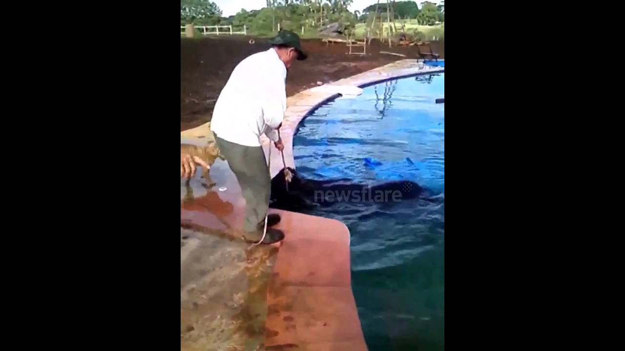 Cow stuck in swimming pool - YouTube