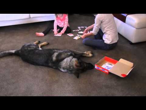 Best Family and Home Protection Trained German Shepherds - YouTube