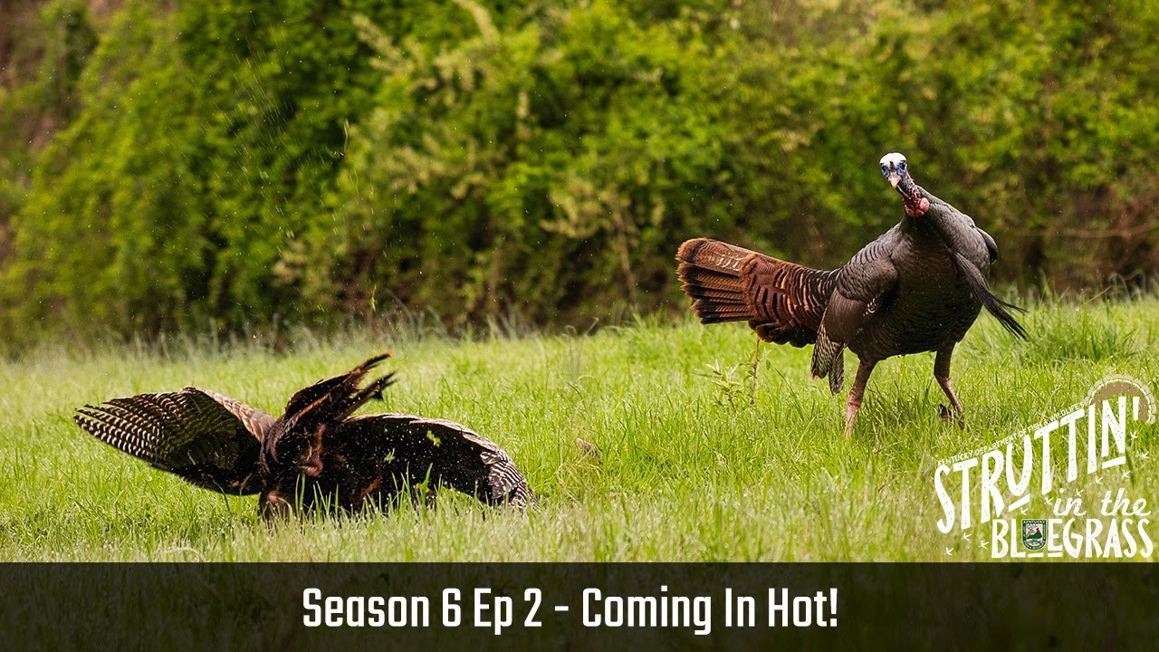 Turkey Hunting with Billy Barnett - Struttin' In The Bluegrass S6 - Ep ...