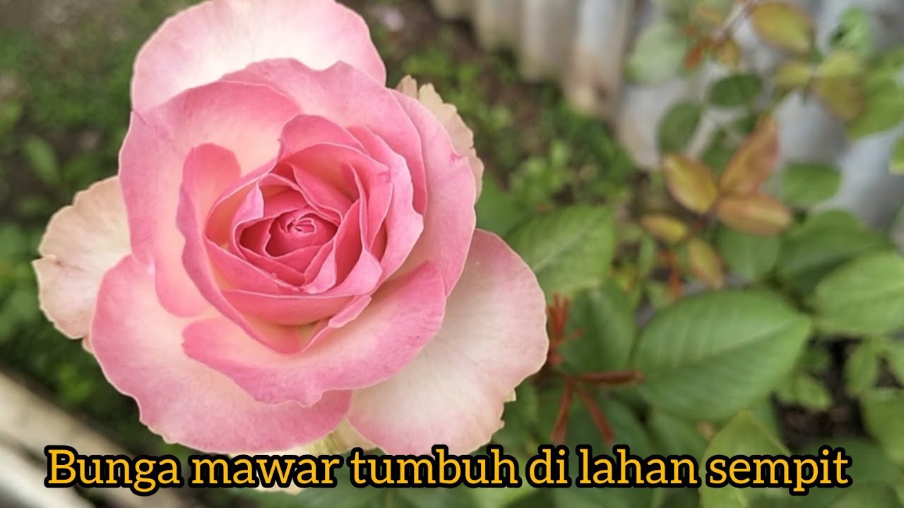 BUNGA MAWAR TUMBUH DI LAHAN SEMPIT‼️@JEJE_JOGJA - YouTube
