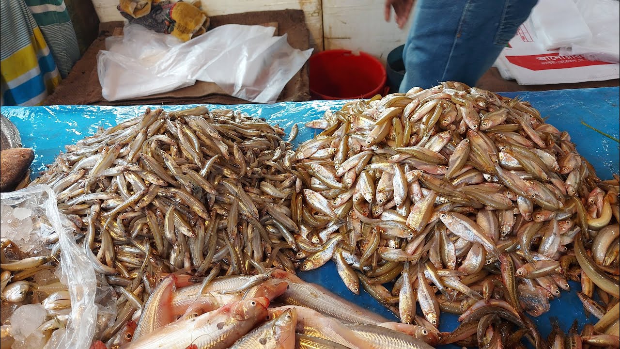 MOLA FISH / Kaski Fish | Fish Market Show | Fishing Life & Fishing ...