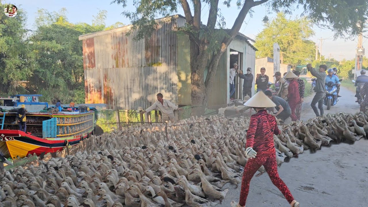 It was horrible when we put 10,000 ducks on the ship. - YouTube