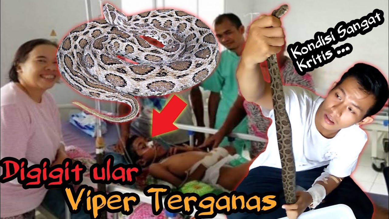 DIGIGIT ULAR VIPER TERGANAS! BOCAH INI MASIH BISA TERSELAMATKAN ...