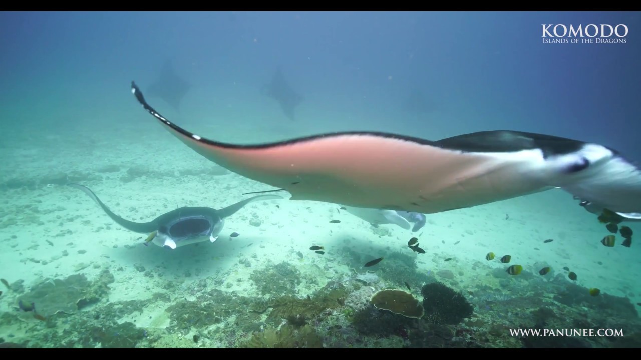 KOMODO diving with KM PANUNEE - YouTube