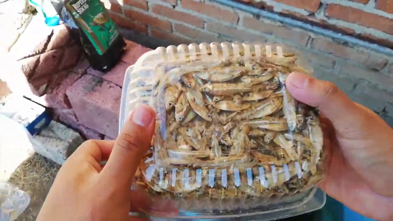 Comprando Charales Secos para las Tortugas - YouTube