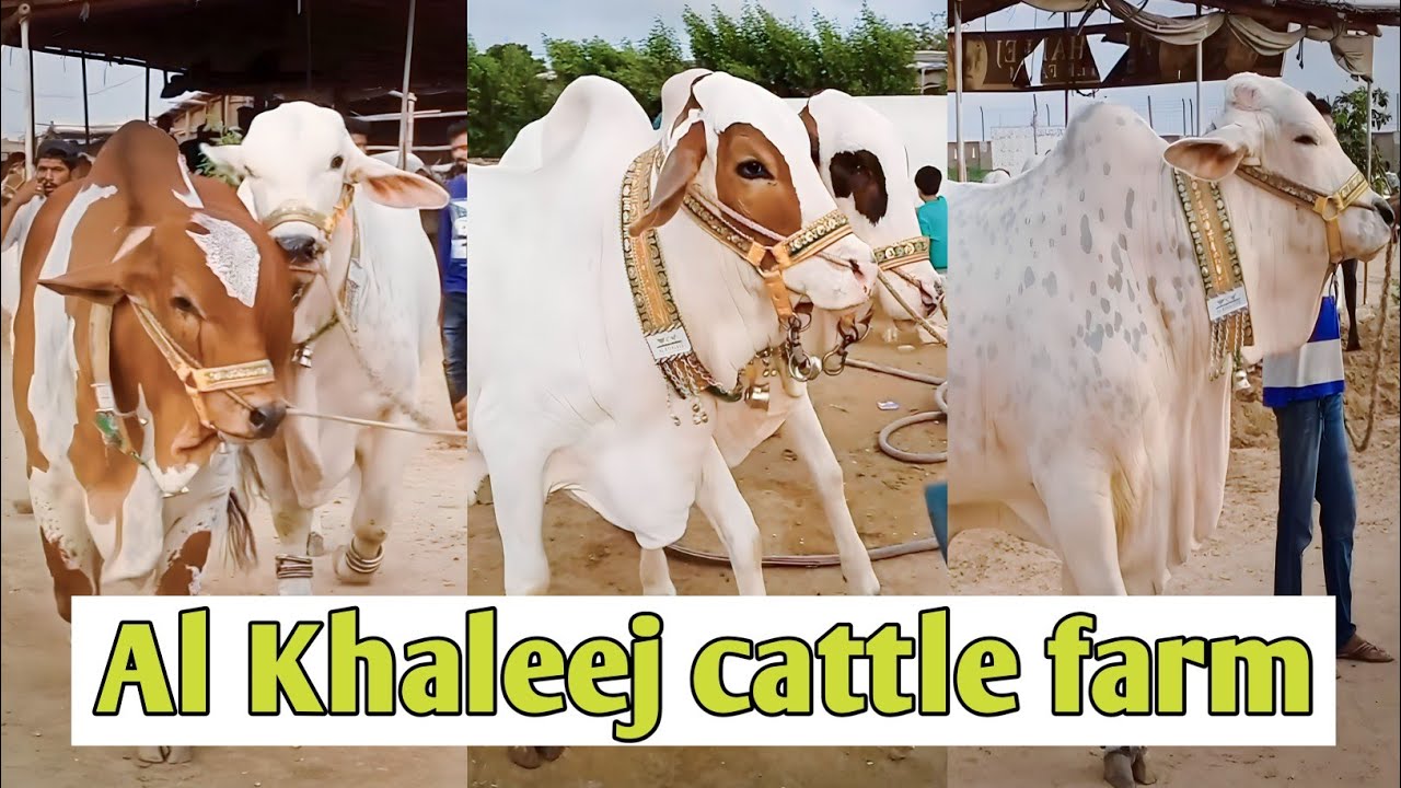 Al Khaleej cattle farm | cow videos | | only cattle market | - YouTube