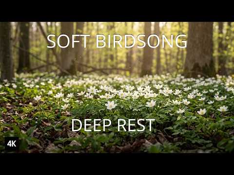 Drift Into Sleep with Soft Spring Birdsong 4K