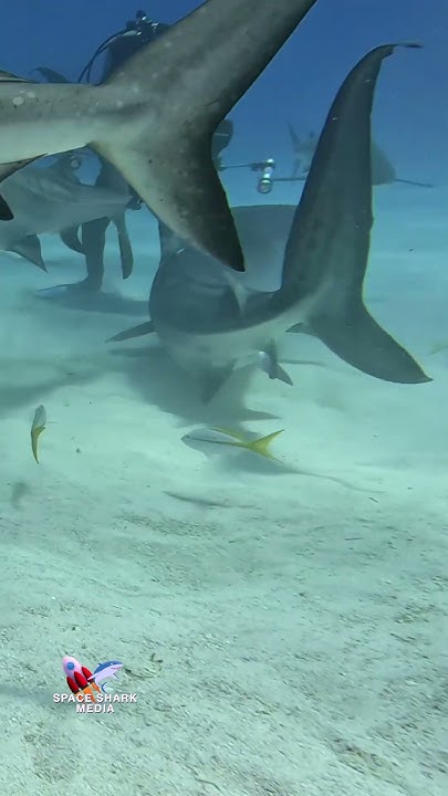 Tiger Shark turn and shuffle #shark #sharks #ocean #explore #adventure Tiger Beach #sealife ...