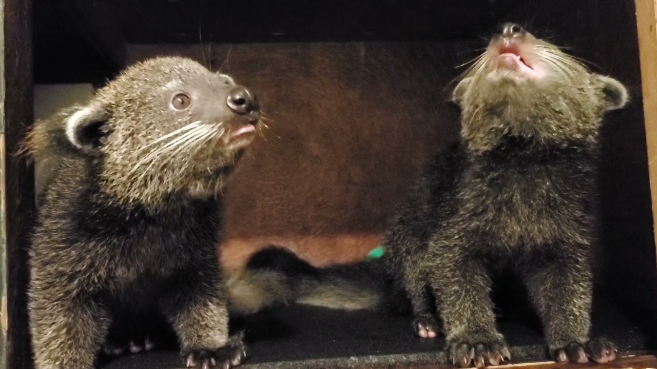 Baby Binturong - YouTube