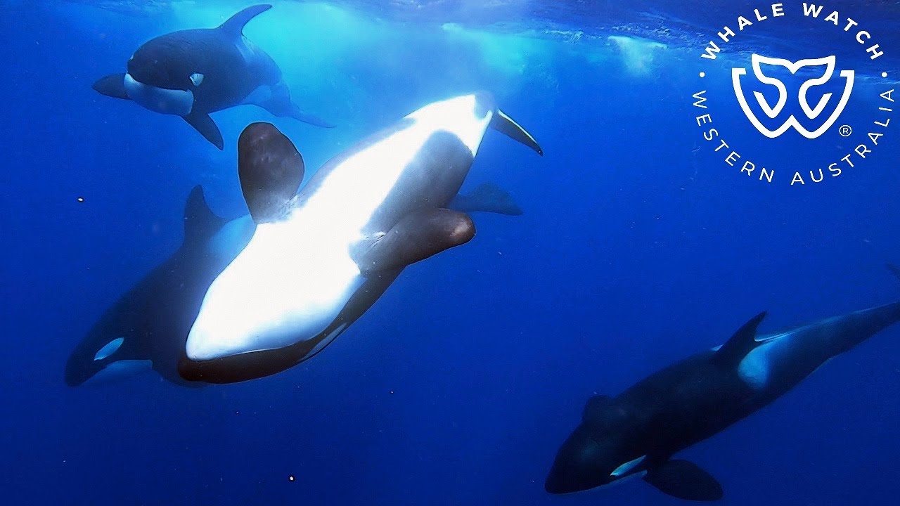 Bremer Orca Playing and Carrying Food - YouTube