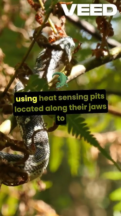 6 interesting facts on pythons #shorts #facts #animals #reptiles #python #constrictors - YouTube