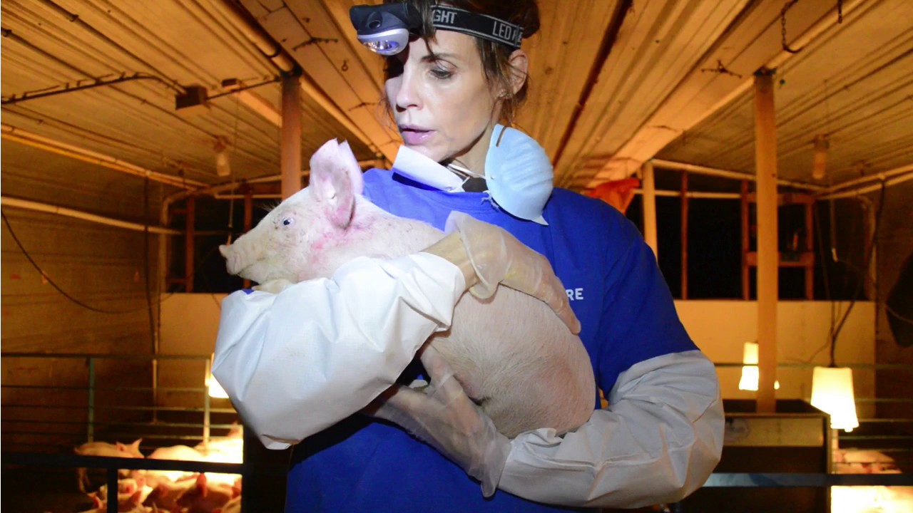 Wayne Hsiung: Rescue or Terrorism? - YouTube