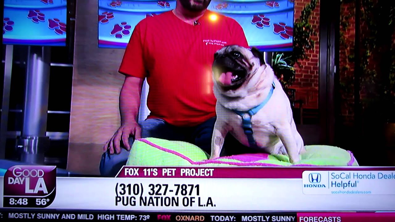 GDLA pet project 022515 - YouTube