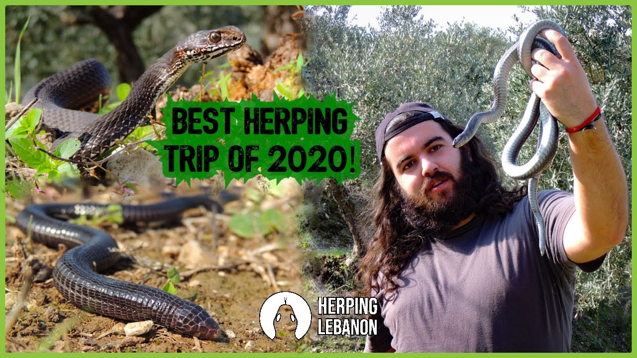 Best Herping Trip of 2020! Snakes, Legless Lizards, Salamandridae and ...