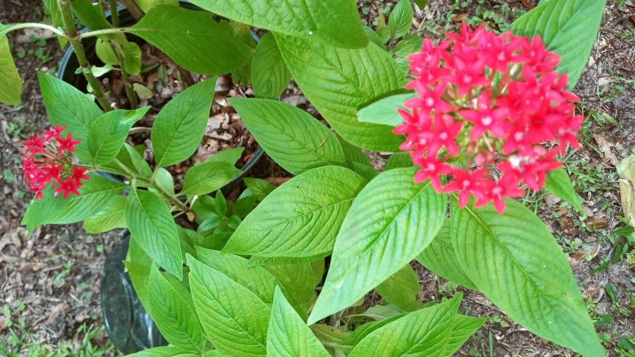 Red and Pink Star Cluster or Pentas// Imelda Ingram - YouTube