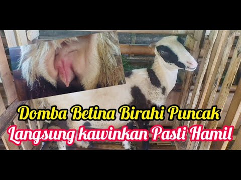 Ciri Domba Betina Sedang Birahi Puncak, Langsung Kawinkan Pasti Hamil
