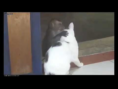 Maymun kedi aşık olmuş