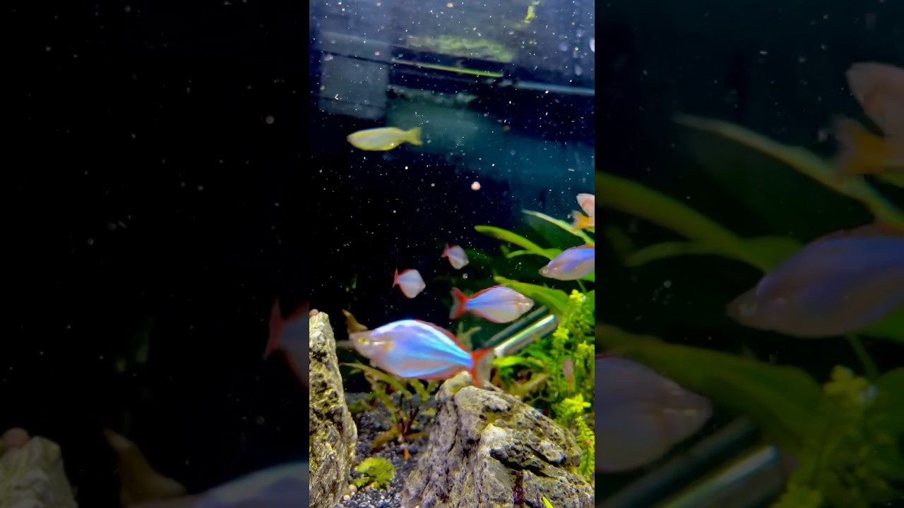 Neon fish flashes - YouTube