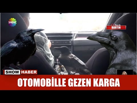 Otomobille gezen karga