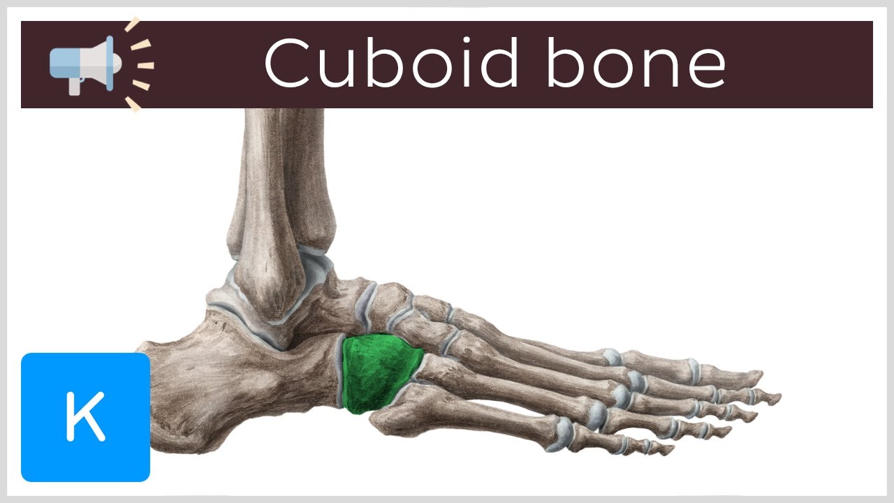 Cuboid bone | Anatomical Terms Pronunciation by Kenhub - YouTube
