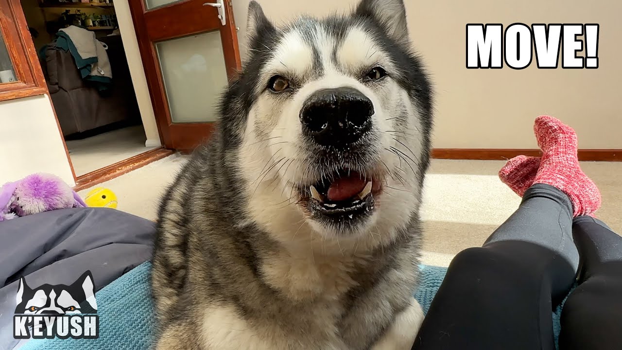 I Get Told To MOVE! My Husky Only Wants It Because I’m Using It! - YouTube