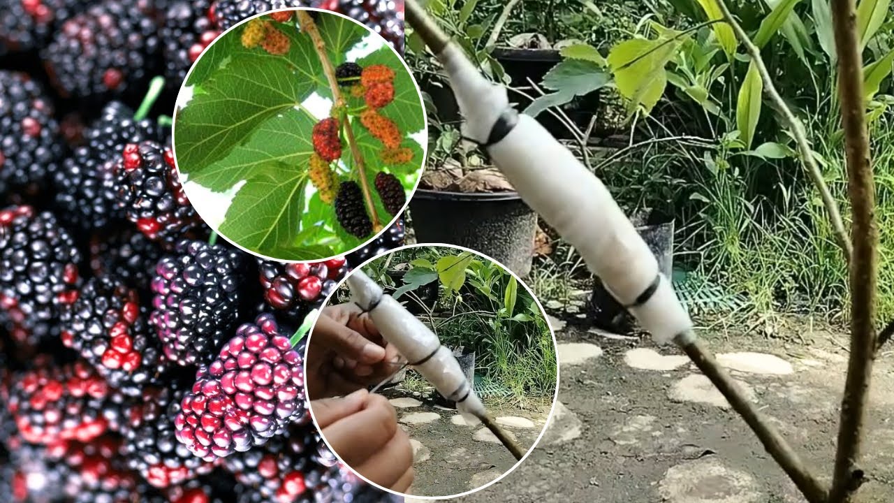 Must Try! Mulberry grafting on tissue media | Grafting Plants - YouTube