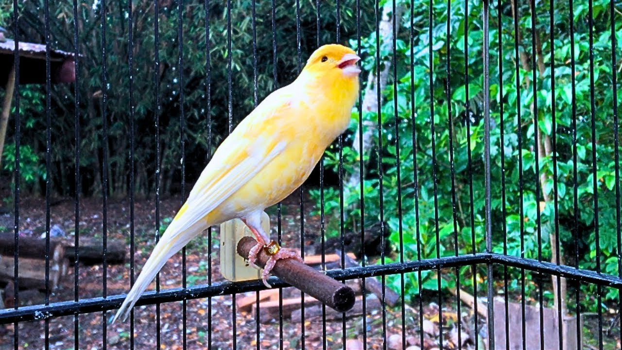 Amazing! Many Canaries Sing Along After Listening to This Song - YouTube