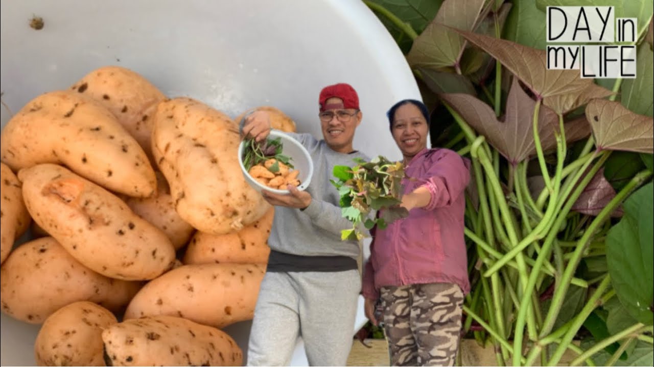 Day in my life, harvesting sweet potato - YouTube