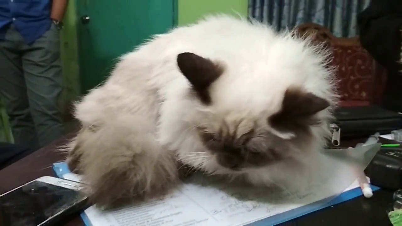 Seamese Cat : Lalmatia Pet Care Center @ Dr. Sagir's Pet Clinic ...