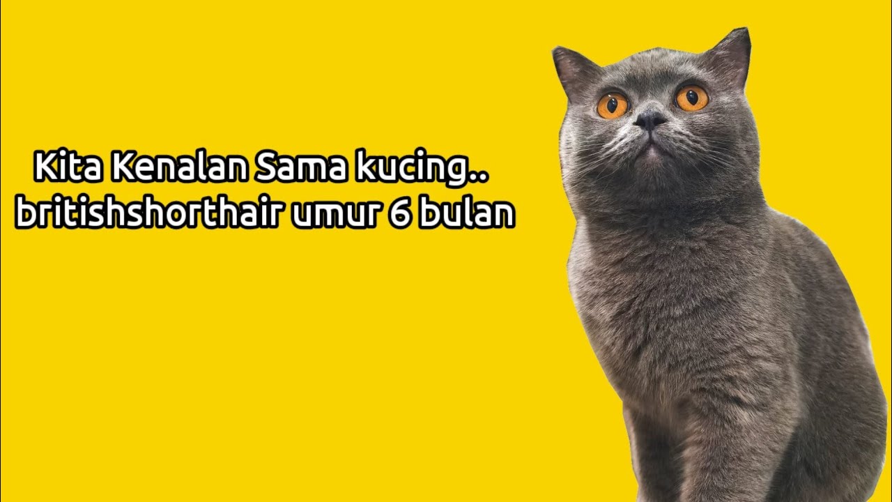 Kenalan sama Kucing britishshorthair Non Ped Umur 6 Bulan # ...