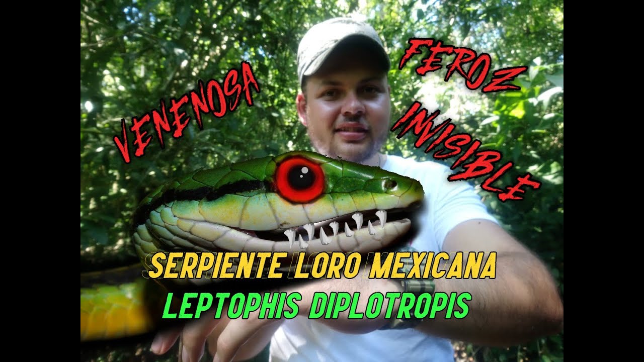 (leptophis diplotropis) serpiente verde, culebra loro mexicana, culebra ...